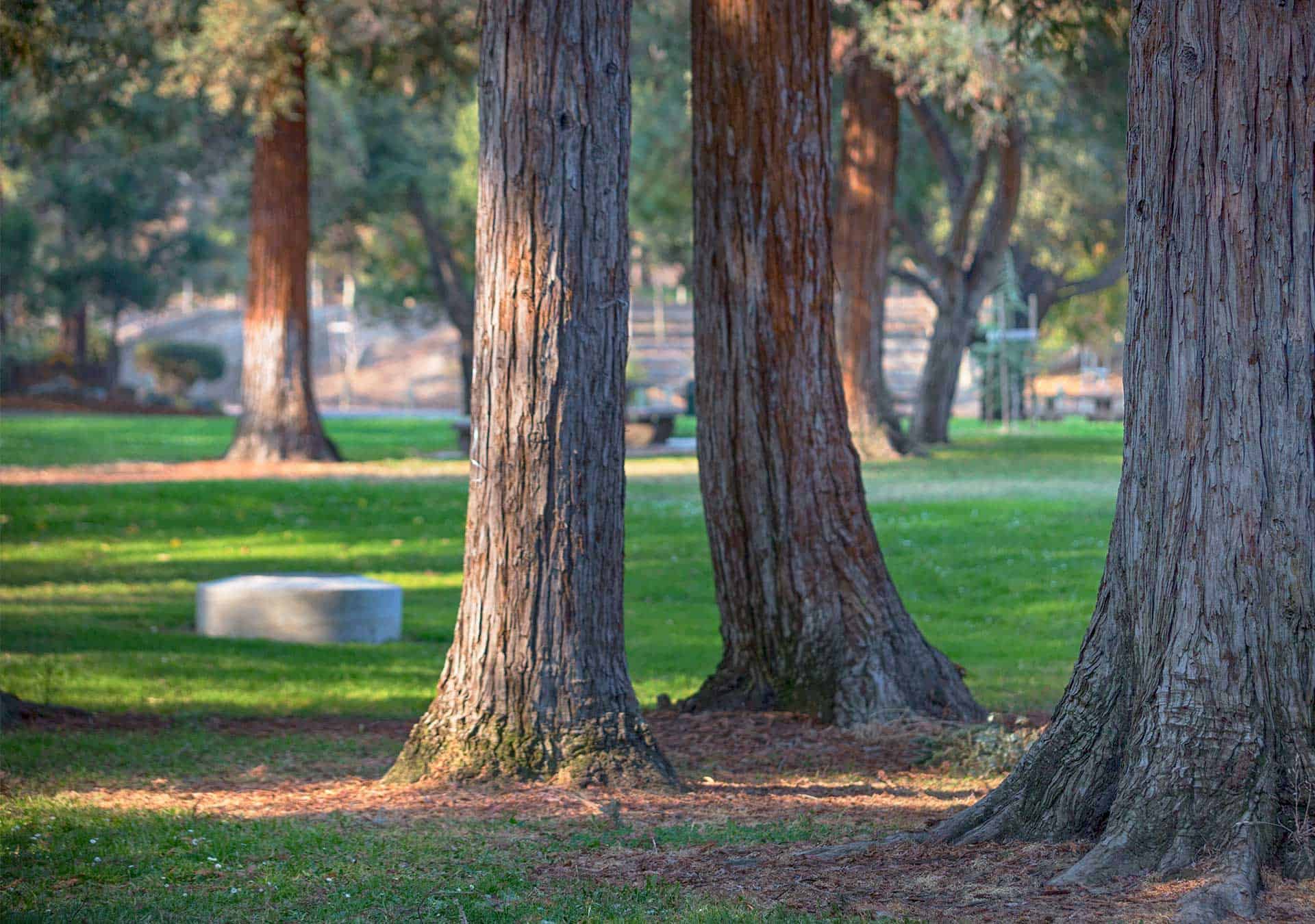 Lotus Trees 1920x1350